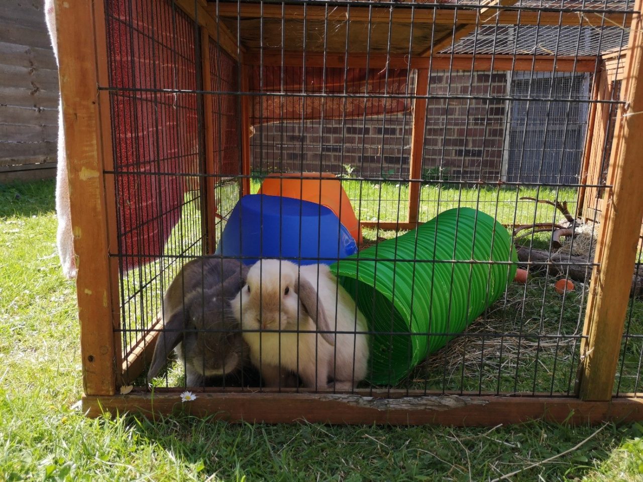 Rabbit Boarding - Small Animal Boarding - Oakley Pet Services